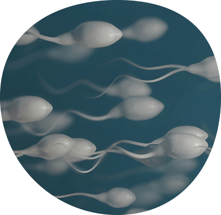 What to Do if You Get an Abnormal Semen Analysis - Levy Health